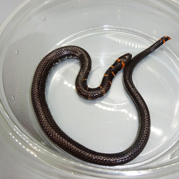 Pipe snake store