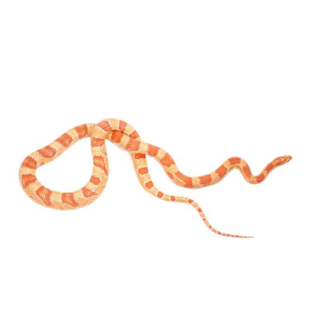 white corn snakes
