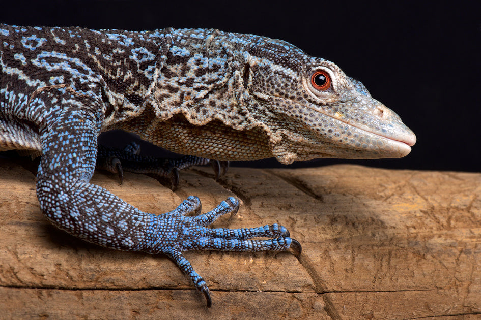 Blue Monitor Lizard Pet
