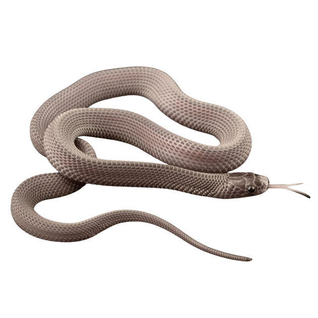 Buy Albino Gopher Snakes | Big Apple Herp