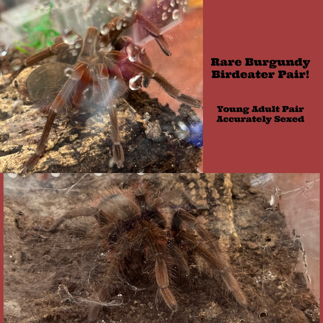 Goliath Burgundy Bird Eating Tarantulas ADULT PAIR | Big Apple Herp