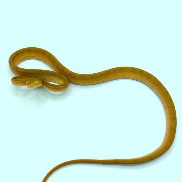 Amazon Tree Boa for Sale – Colored Field Collected Arboreal Snake | Big ...