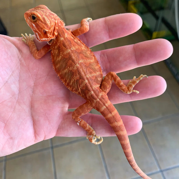 Buy Bearded Dragons Online At The Best Prices | Big Apple Herp