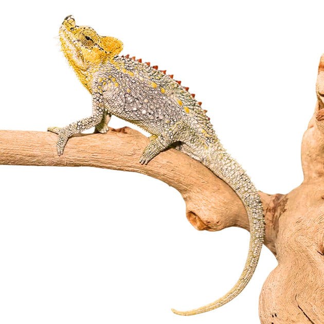 Helmeted Iguanas for Sale | Corytophanes cristatus – Rare Arboreal ...