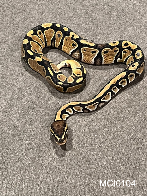 Ball Python Collection For Sale – Big Apple Herp - Reptiles For Sale