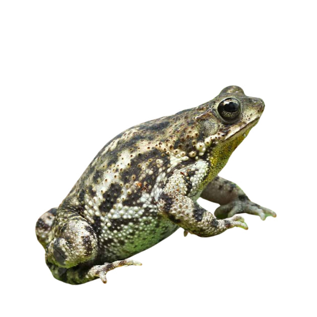 Buy Marbled Toads (Duttaphrynus stomaticus) – Unique Amphibians for ...