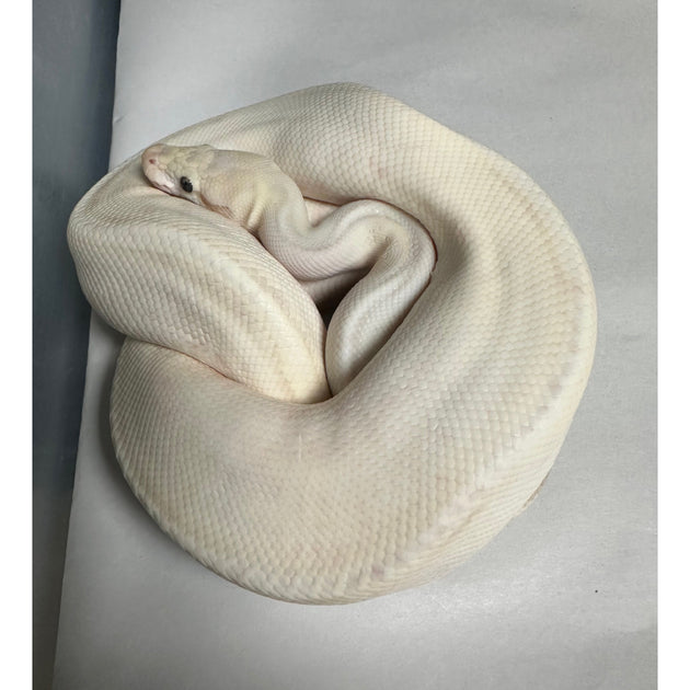 Buy Pastel Puma Ball Pythons – Big Apple Herp - Reptiles For Sale