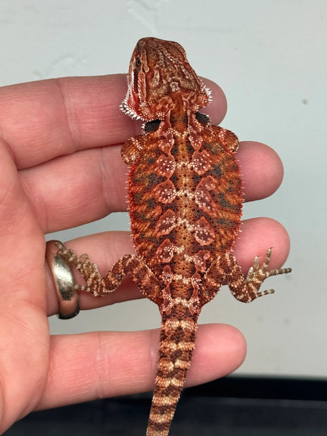 High-End Red Fire Bearded Dragons for Sale – Elite Quality & Captive ...