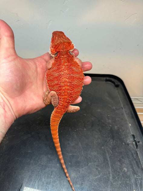 High-End Red Fire Bearded Dragons for Sale – Elite Quality & Captive ...