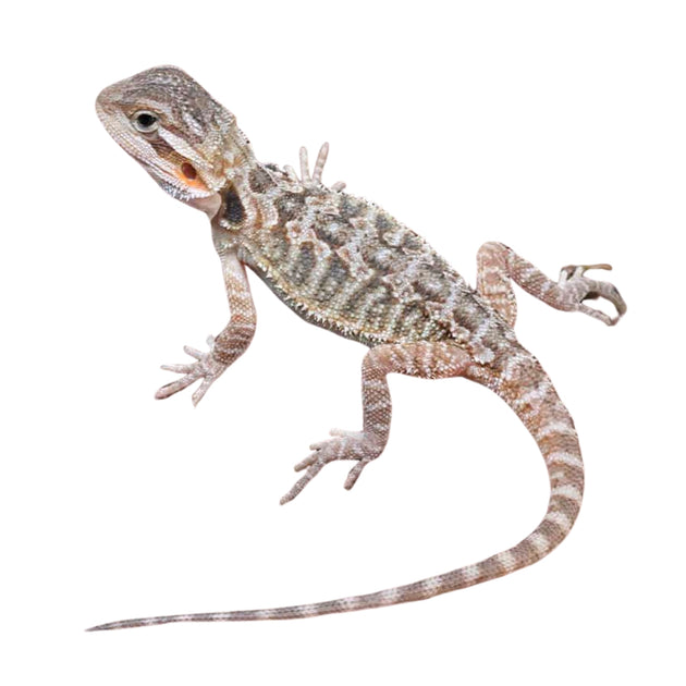 Translucent Bearded Dragons For Sale | Big Apple Herp