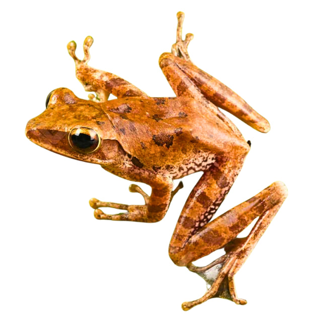 Vietnamese Gliding Frogs for Sale – Rhacophorus dennysi | Big Apple Herp