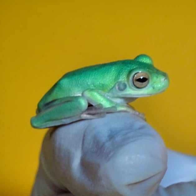 White Lip Tree Frogs For Sale | Big Apple Herp