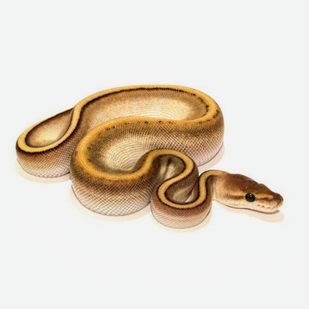 Multi-Gene Ball Pythons for Sale – Crazy Offer on Mixed Morphs | Big ...