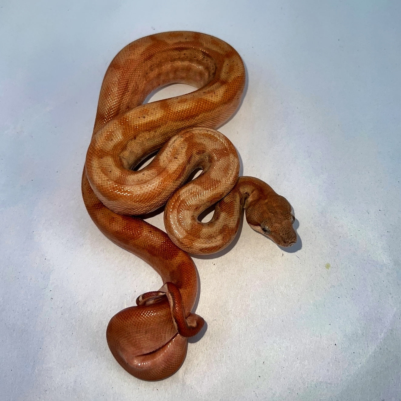 different boa constrictor morphs
