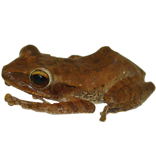 Golden Tree Frogs for Sale | Ranoidea caerulea | Big Apple Herp