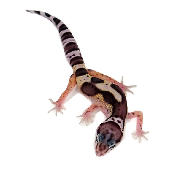 Mack Snow Leopard Geckos – Big Apple Herp - Reptiles For Sale
