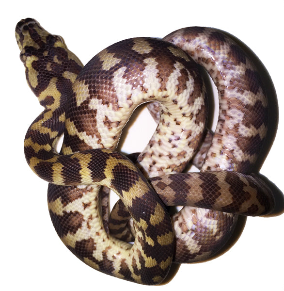 Irian Jaya X Coastal Carpet Python