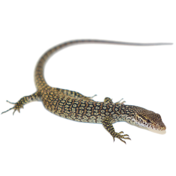 Timor Monitors | Big Apple Herp