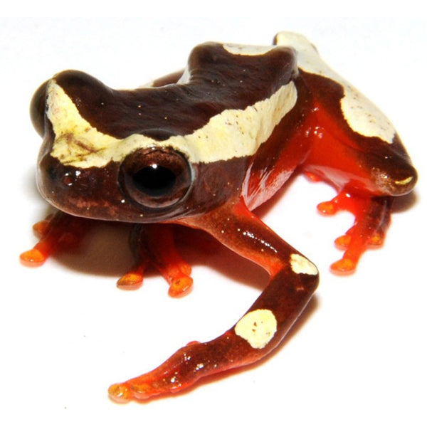 Clown Tree Frogs for Sale | Dendropsophus leucophyllatus | Big Apple Herp
