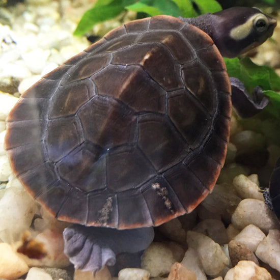 Pink Belly Side Necked Turtles – Big Apple Herp - Reptiles For Sale