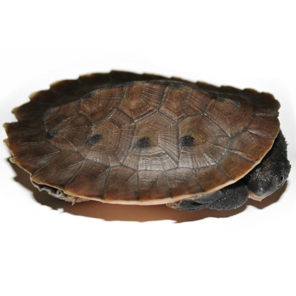 Baby Snapping Turtle Belly