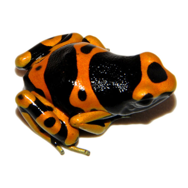Bumble Bee Dart Frogs | Big Apple Herp