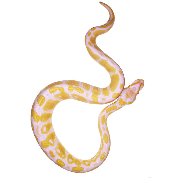 Half Albino Python Snake