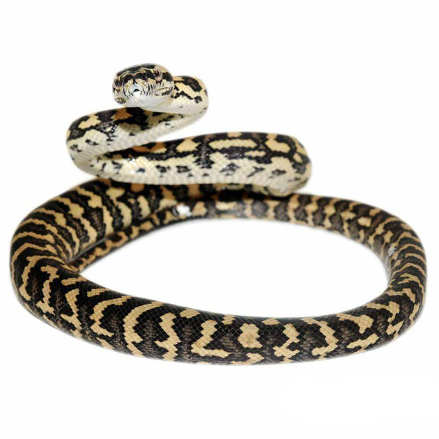 Jungle Carpet Pythons – Big Apple Herp - Reptiles For Sale