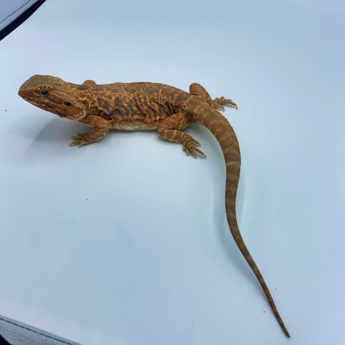 Red And Black Bearded Dragon This Red Hypo Bearded Dragon Is Probably