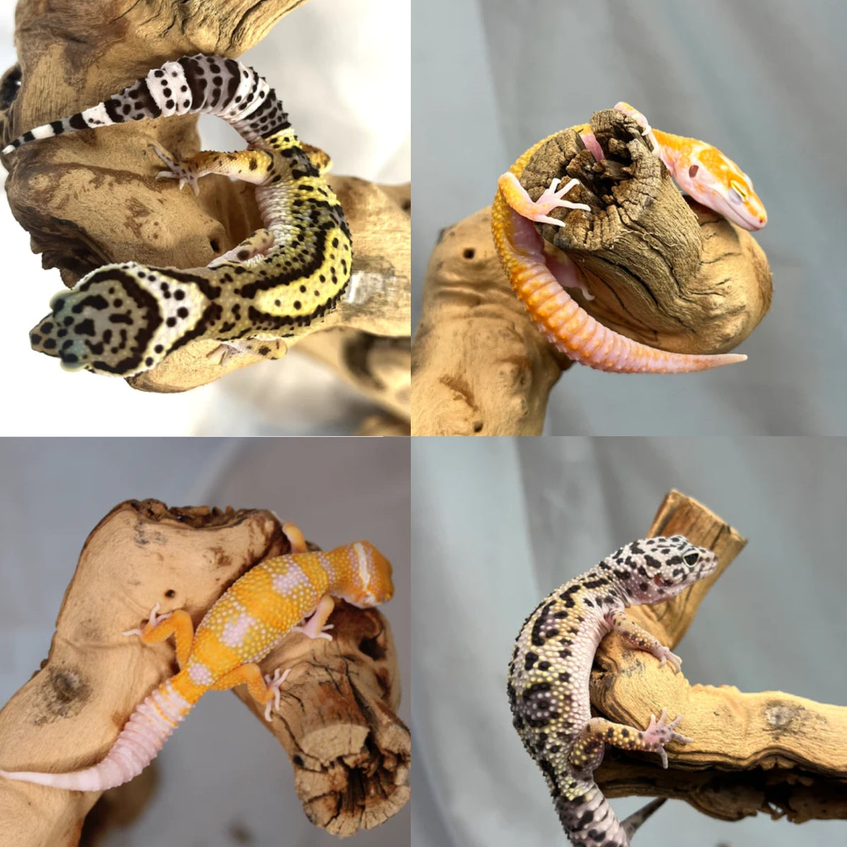 Adult Leopard Gecko Size