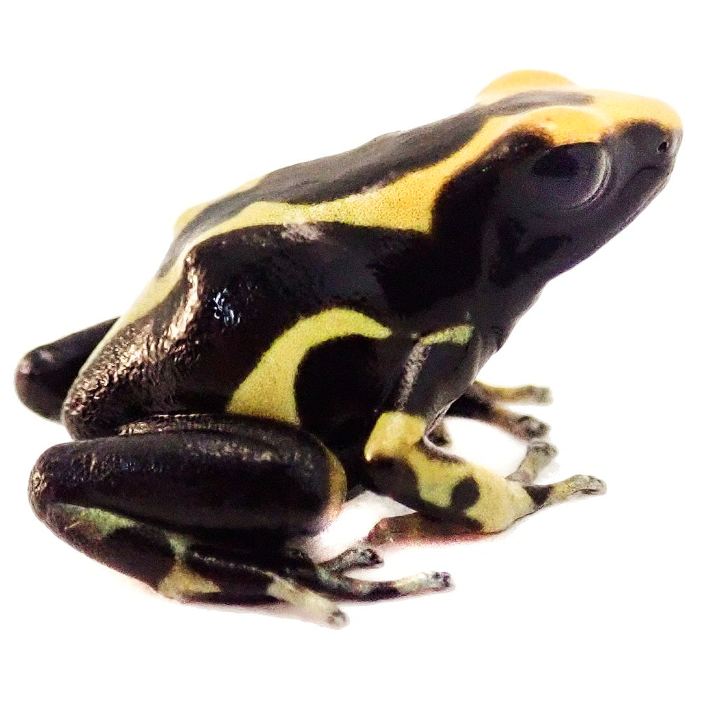 Alanis Dart Frog