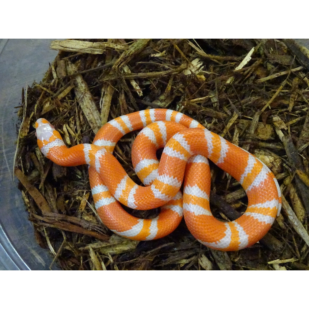 Albino Honduran Milk Snake
