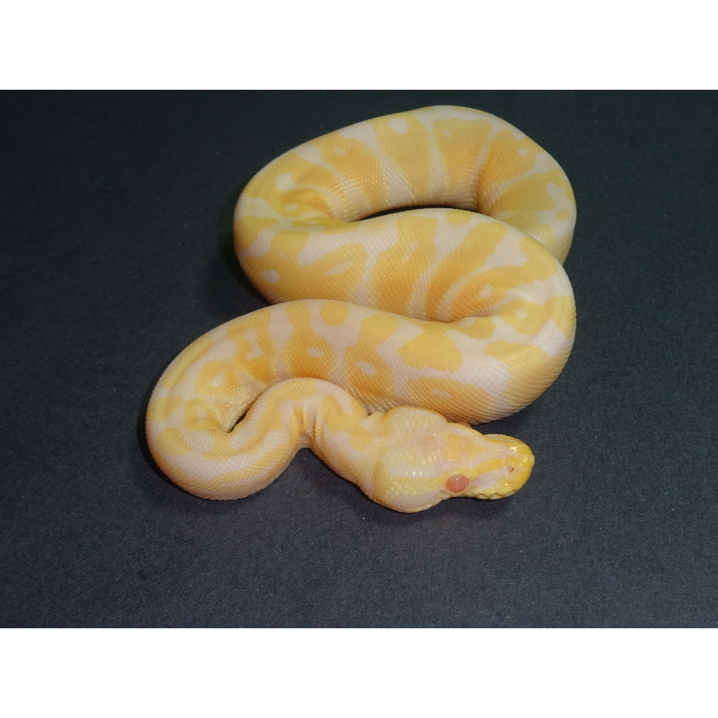 Albino Super Pastel Ball Python