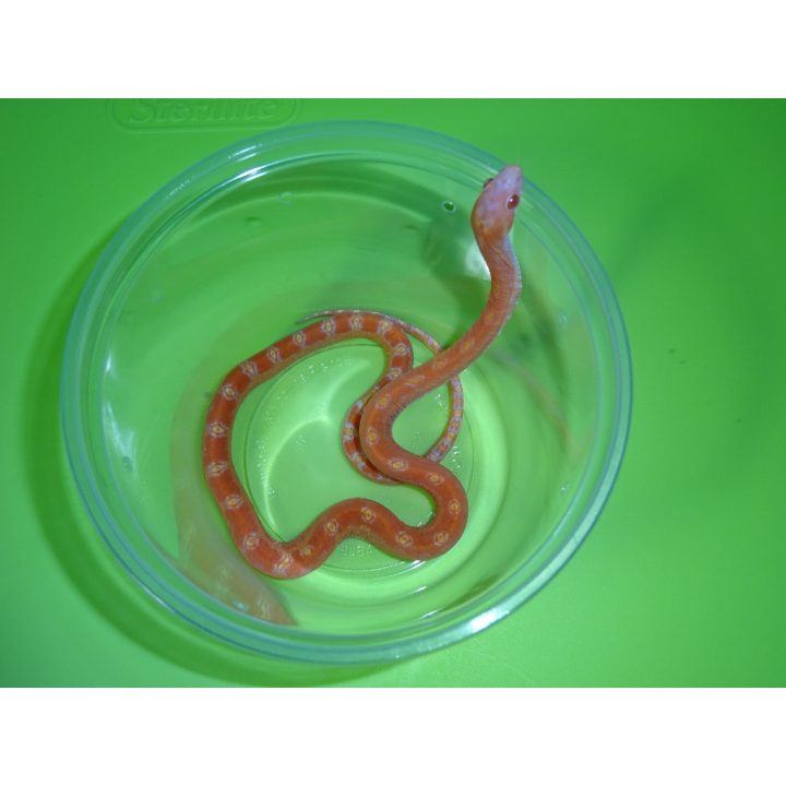 corn snake scaleless