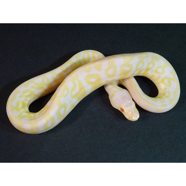 Albino Super Pastel Ball Python for sale – Big Apple Herp - Reptiles ...