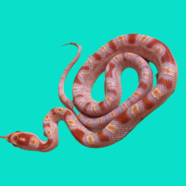 Albino Extreme Reverse Okeetee Corn Snake for Sale – Captive Bred ...