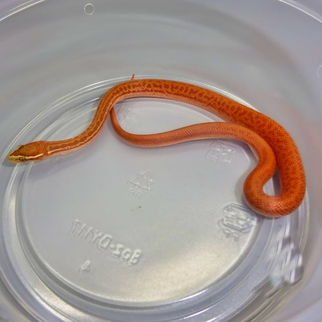 Buy Albino House Snakes | Big Apple Herp