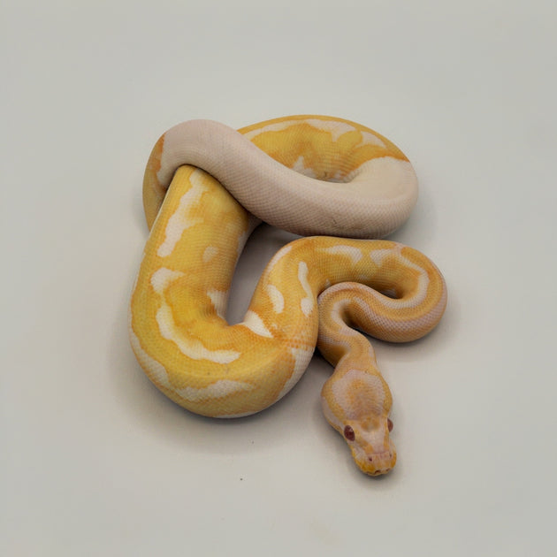 Buy Albino Pied Ball Python – Big Apple Herp - Reptiles For Sale