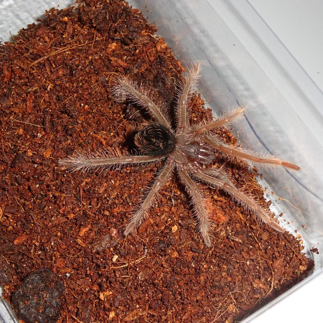 Mexican Red Knee Tarantulas For Sale – Big Apple Herp - Reptiles For Sale