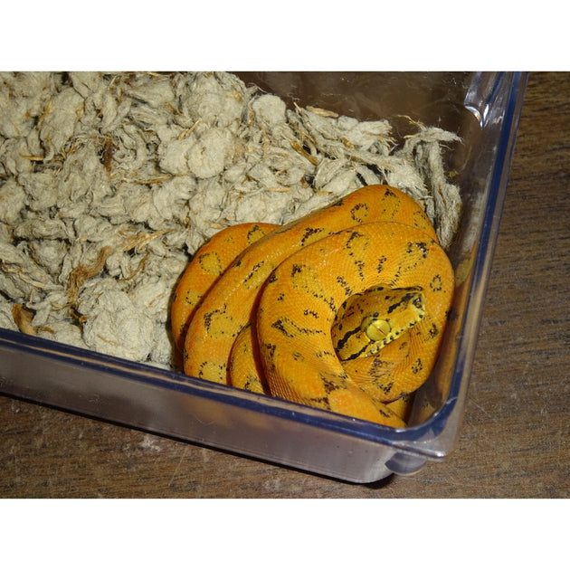 Amazon Tree Boa for Sale – Colored Field Collected Arboreal Snake | Big ...