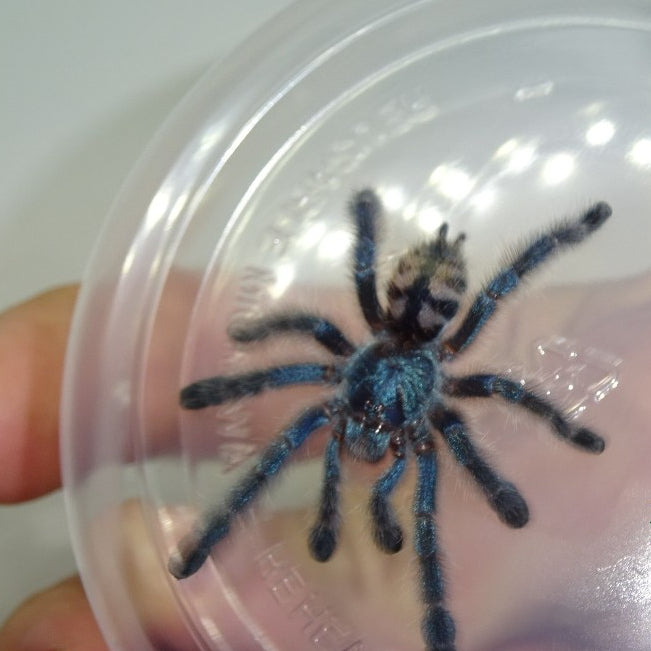 Metallic Pink Toe Tarantula