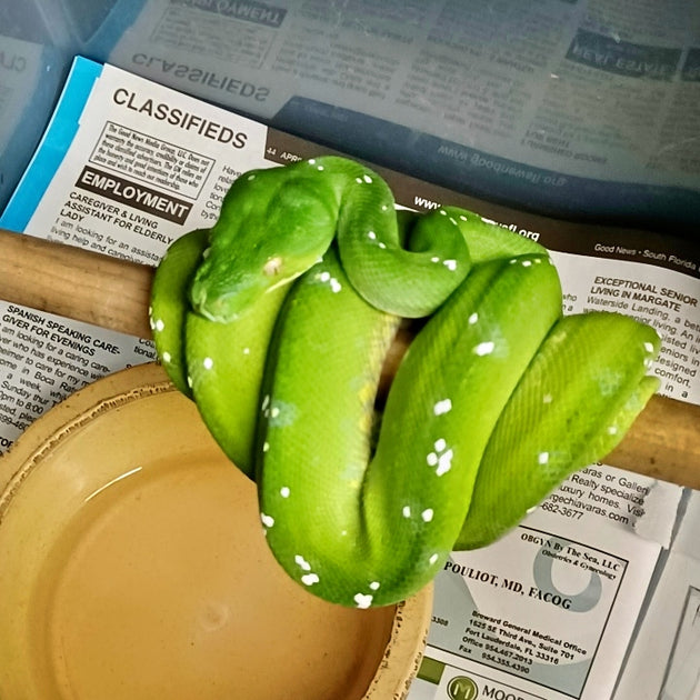 Aru Green Tree Python for Sale – Field Collected Island Locality | Big ...