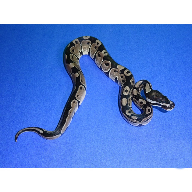 Axanthic Spider Ball Python