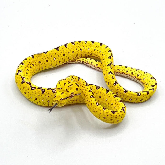 Biak Green Tree Python for Sale – Field Collected Arboreal Snake | Big ...