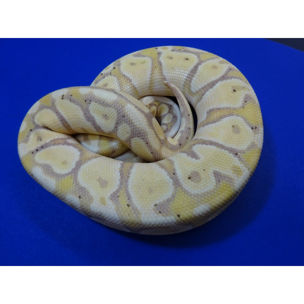 Banana Lesser Ball Python