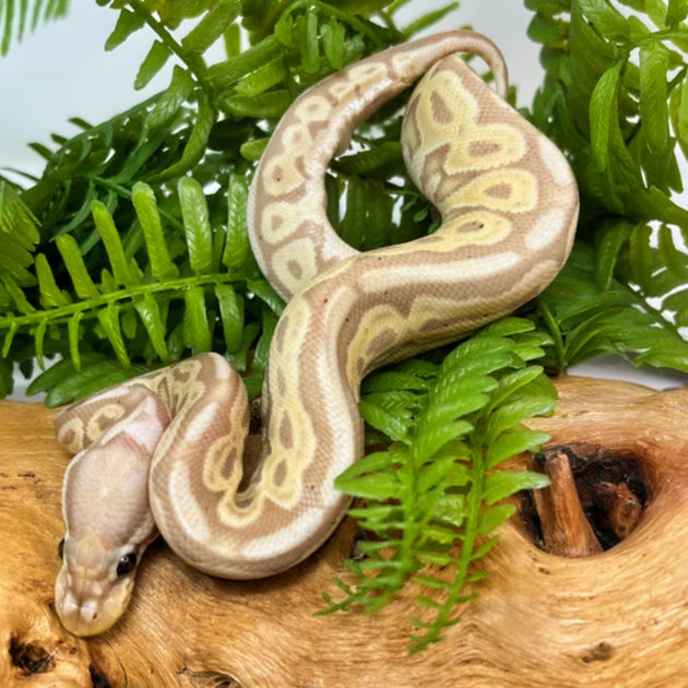 Buy Banana Lemon Blast Ball Pythons – Big Apple Herp - Reptiles For Sale