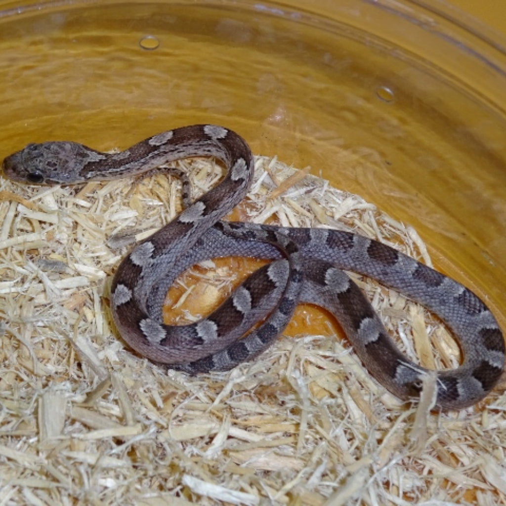 Black Albino Corn Snake Striped Black Albino Corn Snakes For Sale