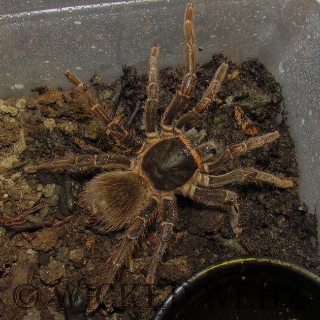 Black & Gold Bird Eater Tarantulas For Sale | Big Apple Herp