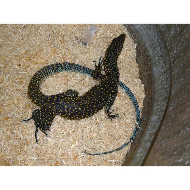 Blue Tail Monitors | Big Apple Herp