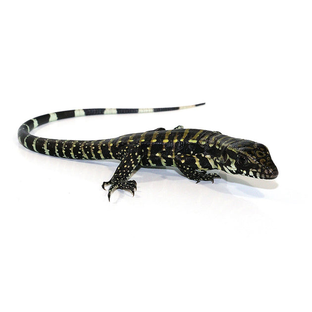 Buy Argentine Red Tegus | Big Apple Herp